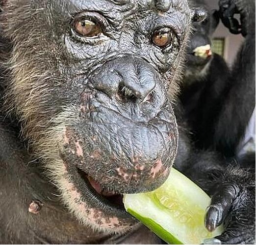 tcbusiness.com – A day in the life of the residents at Save the Chimps